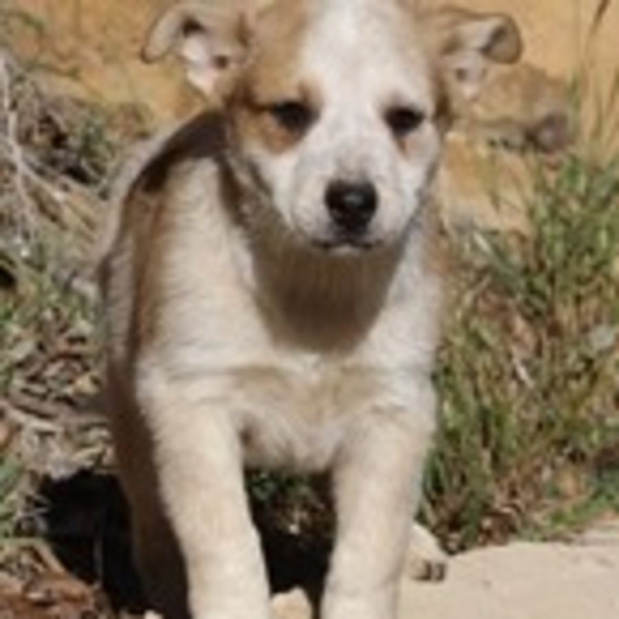Rusty - Bluey litter - Medium Male Australian Cattle Dog Dog in QLD ...