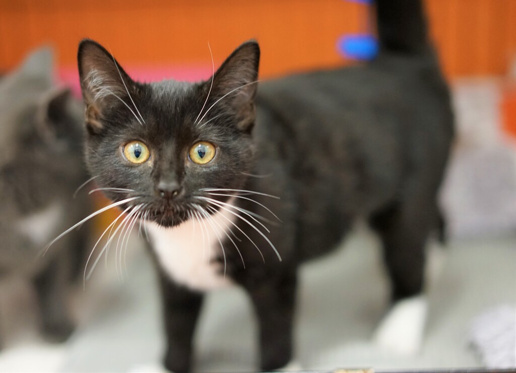 Antares - Female Domestic Short Hair Mix Cat in QLD - PetRescue