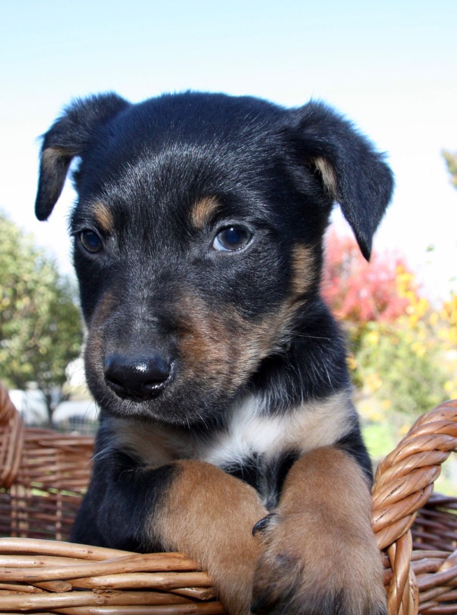 Ash - Medium Male Kelpie Dog in VIC - PetRescue