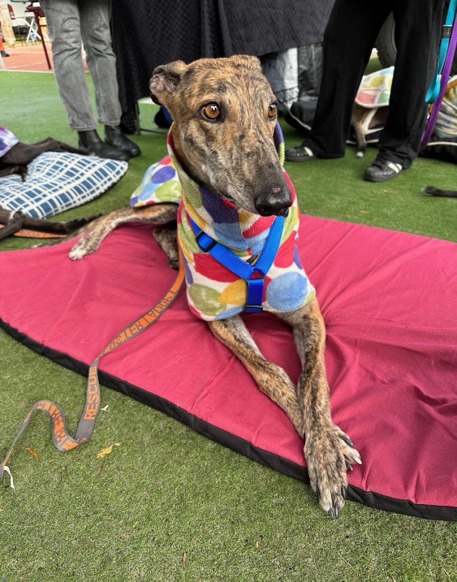 Goji - Large Male Greyhound Dog in VIC - PetRescue