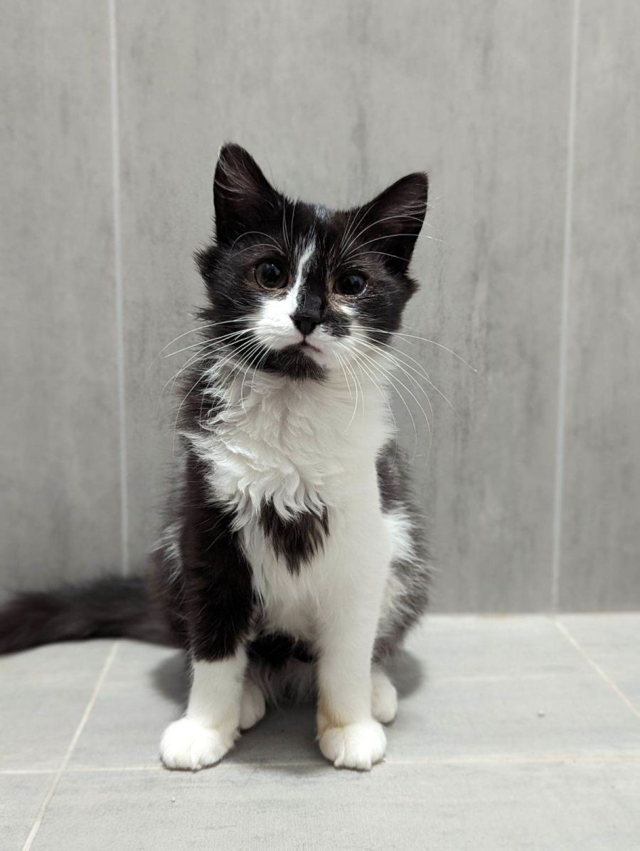 Jinx - Female Domestic Medium Hair Cat in NSW - PetRescue