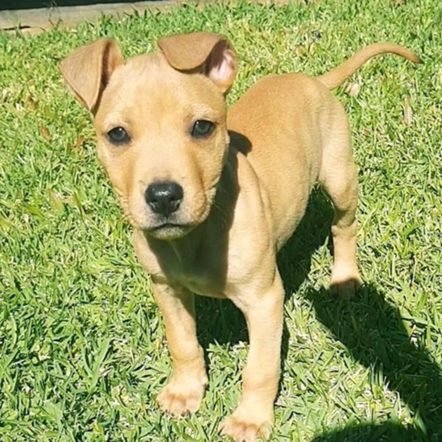 Edna - Large Female Staffy x Pointer Mix Dog in QLD - PetRescue