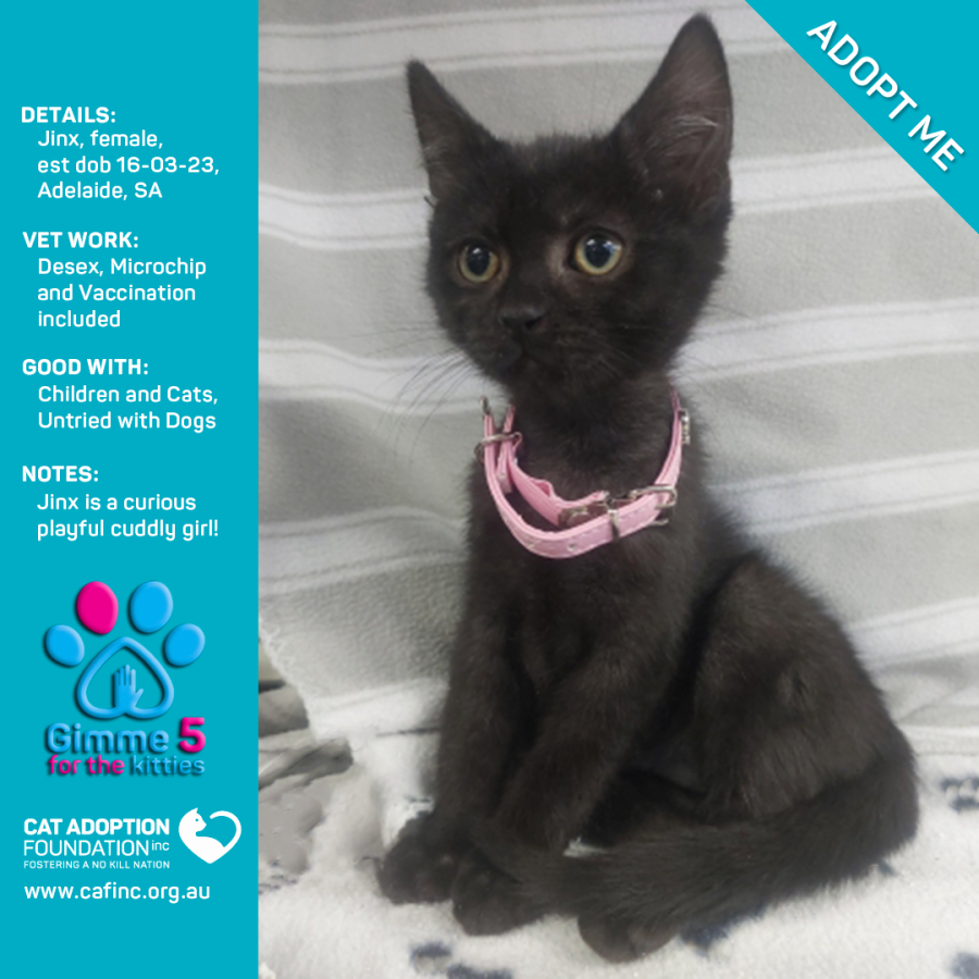 Jinx - Female Domestic Short Hair Cat in SA - PetRescue