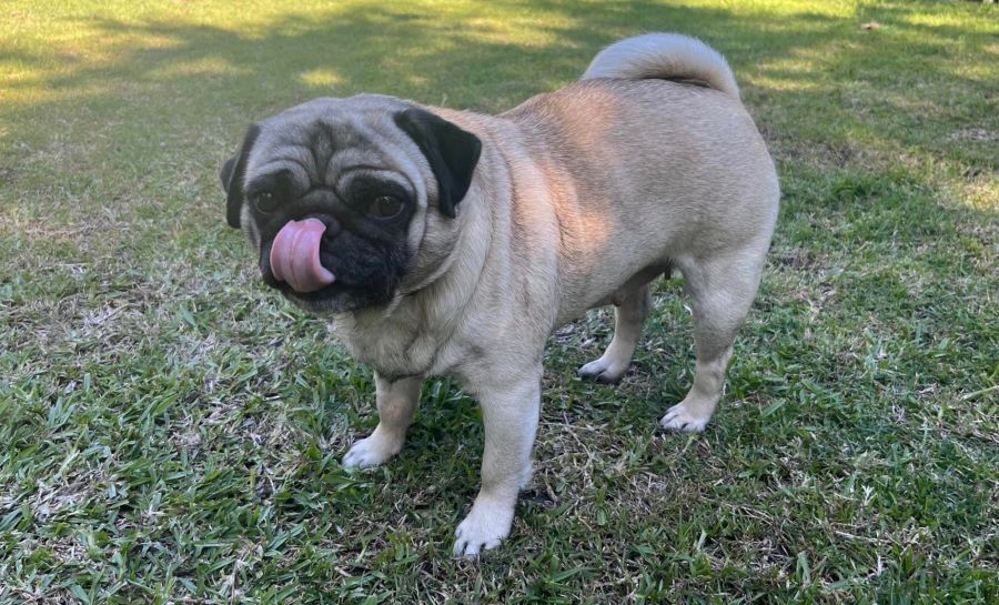 Willow - Small Female Pug Dog in QLD - PetRescue