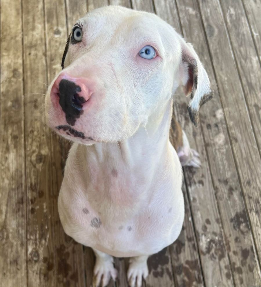 Poppy - Large Female Great Dane x Catahoula Mix Dog in QLD - PetRescue