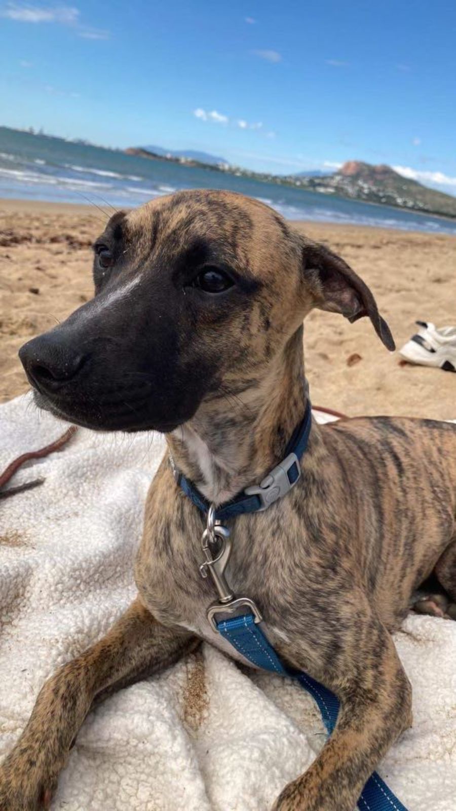 Hansel - Medium Male Bull Arab x Whippet Mix Dog in QLD - PetRescue