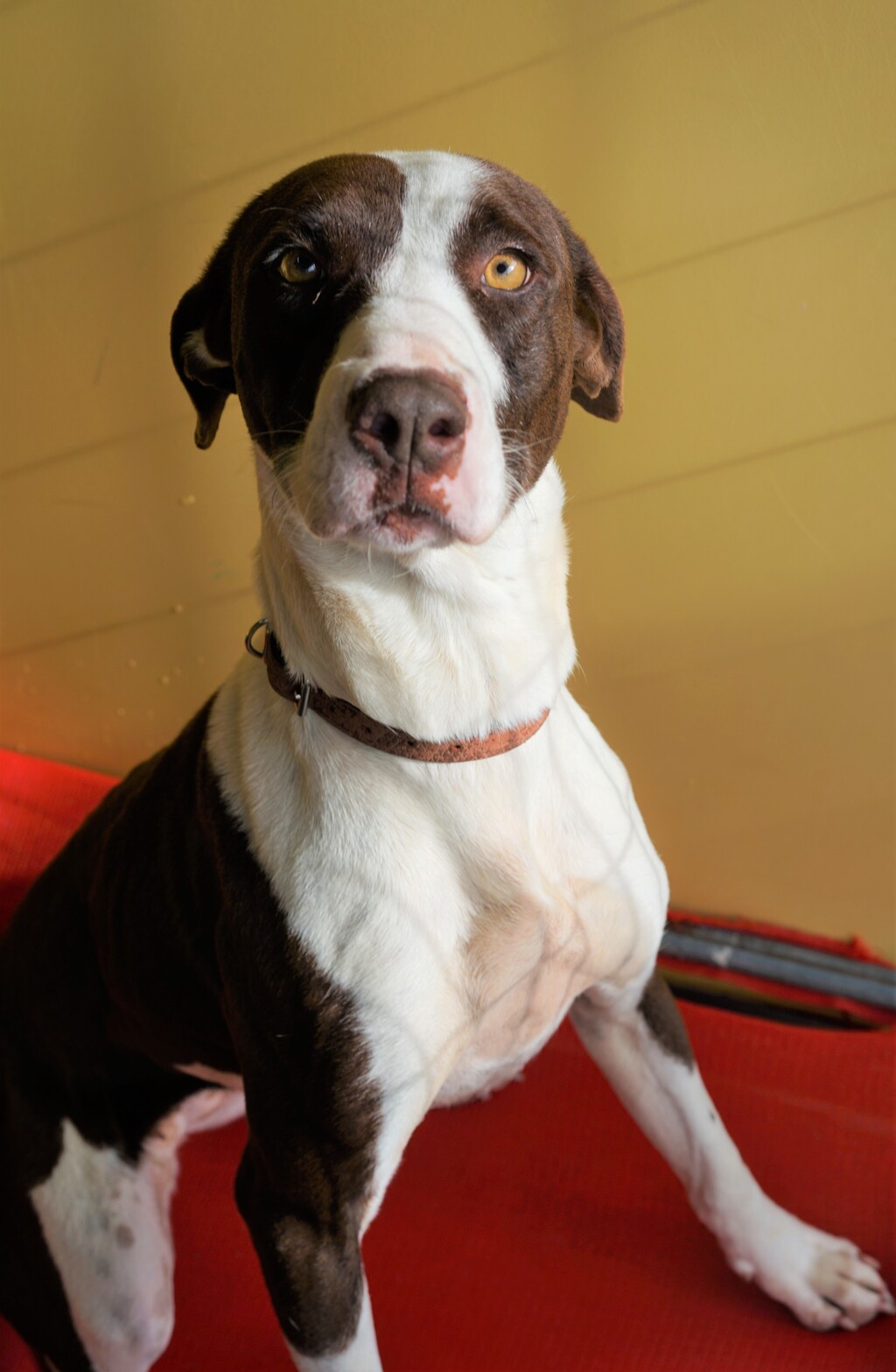 Patty - Medium Female Bull Arab Mix Dog in QLD - PetRescue
