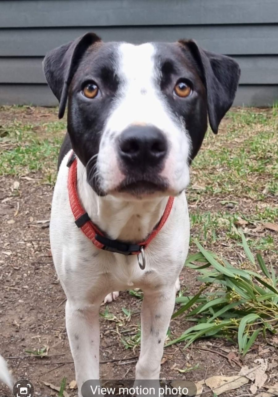 Prince *$250 Adoption Fee* - Medium Male Staffordshire Bull Terrier Mix ...