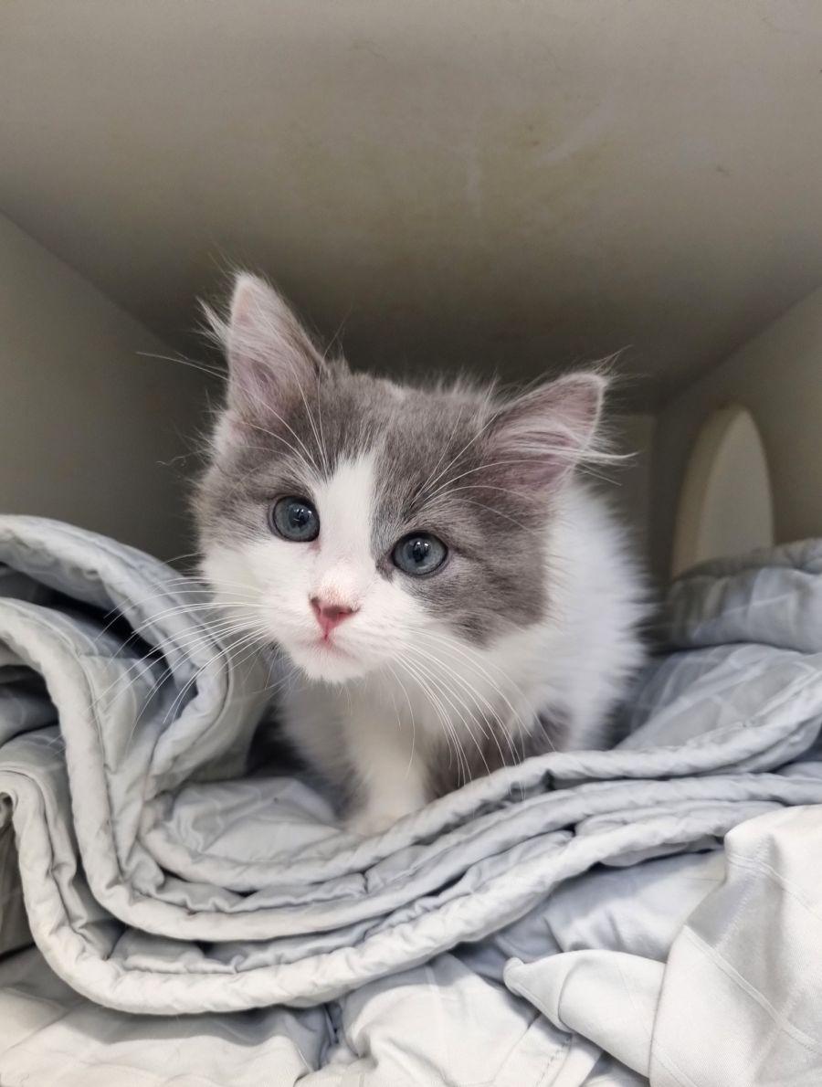 Atticus - Male Ragdoll x Domestic Medium Hair Cat in NSW - PetRescue