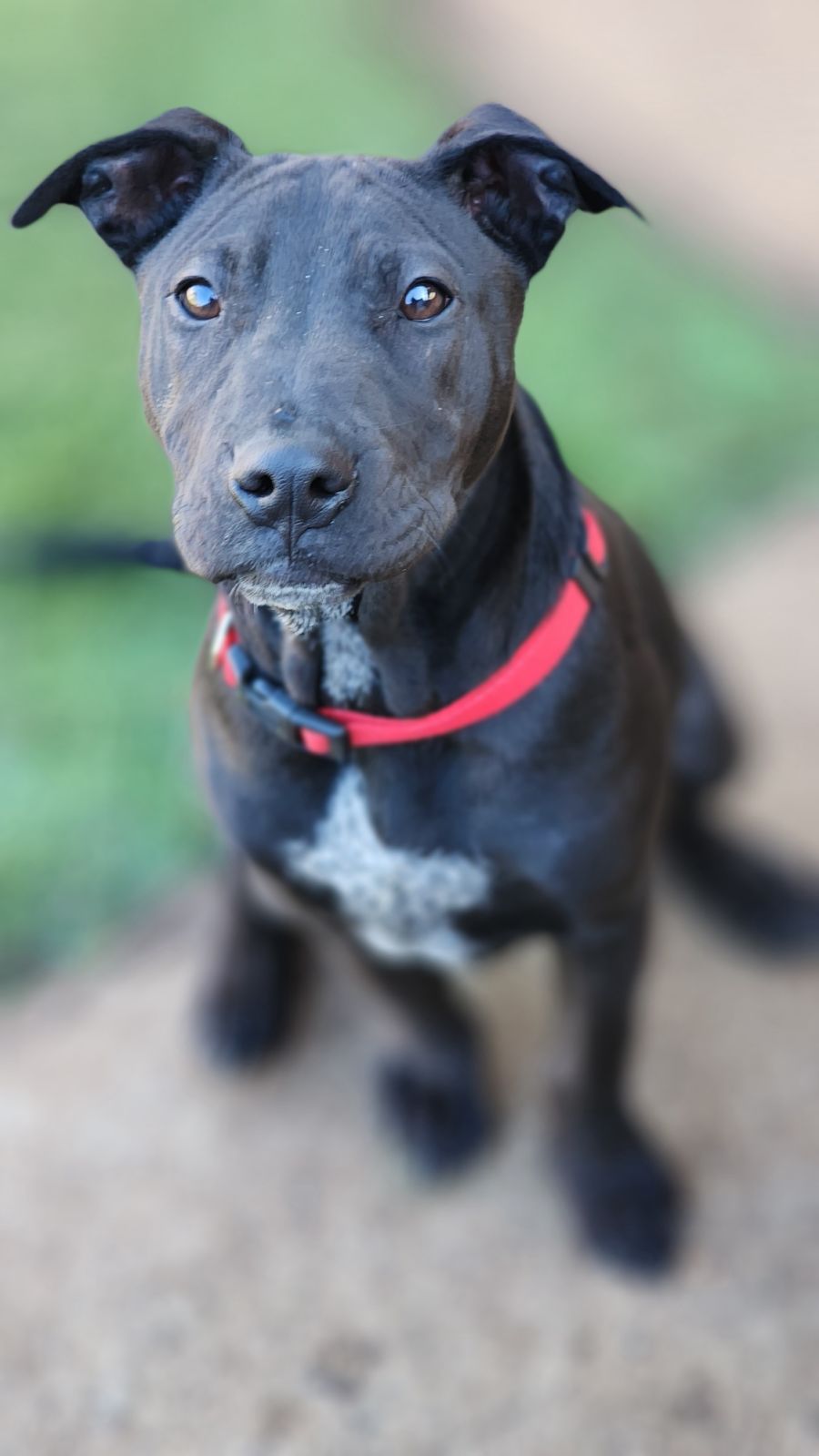 Charm - Medium Female Staffy Mix Dog in VIC - PetRescue