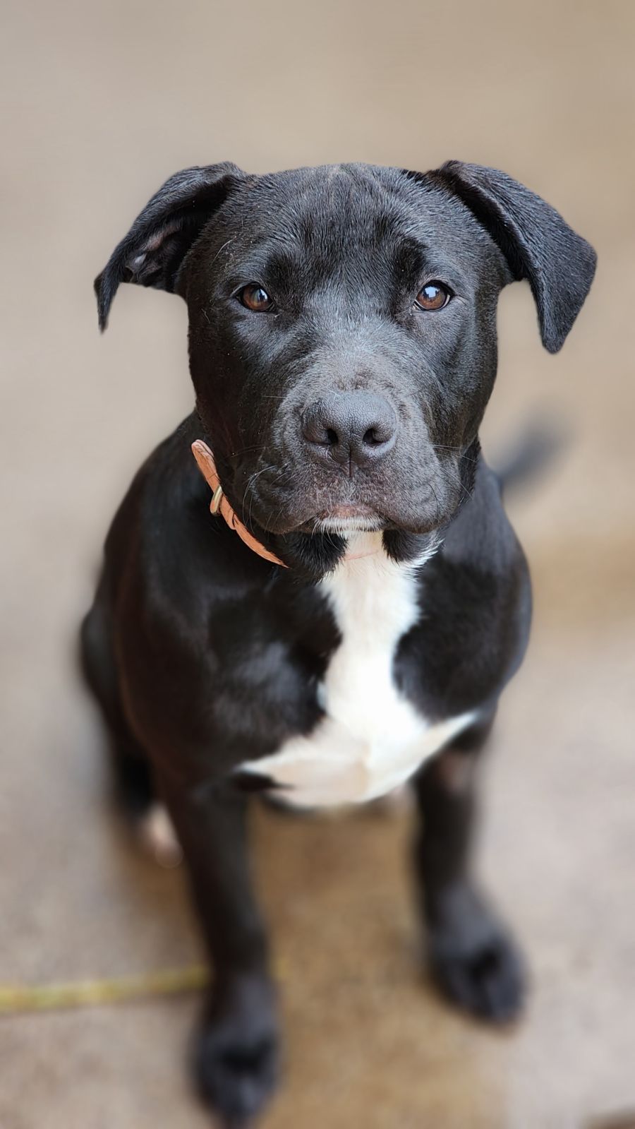 Zillah - Large Female Staffy Mix Dog in VIC - PetRescue