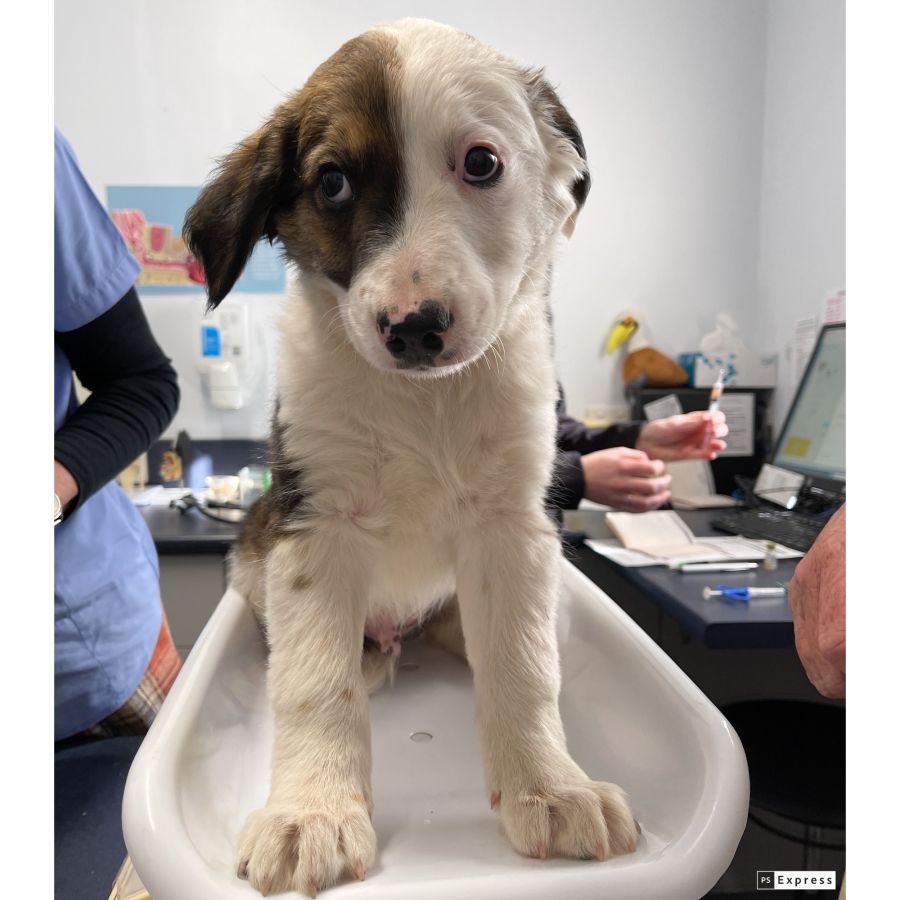 Asher - Medium Male Jack Russell Terrier x Australian Cattle Dog Mix ...