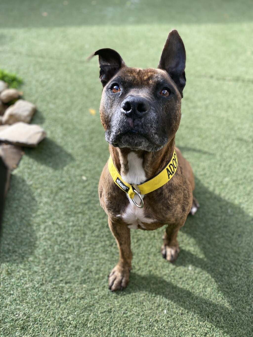 Anubis (albus) - Large Male American Staffordshire Terrier Dog in VIC ...