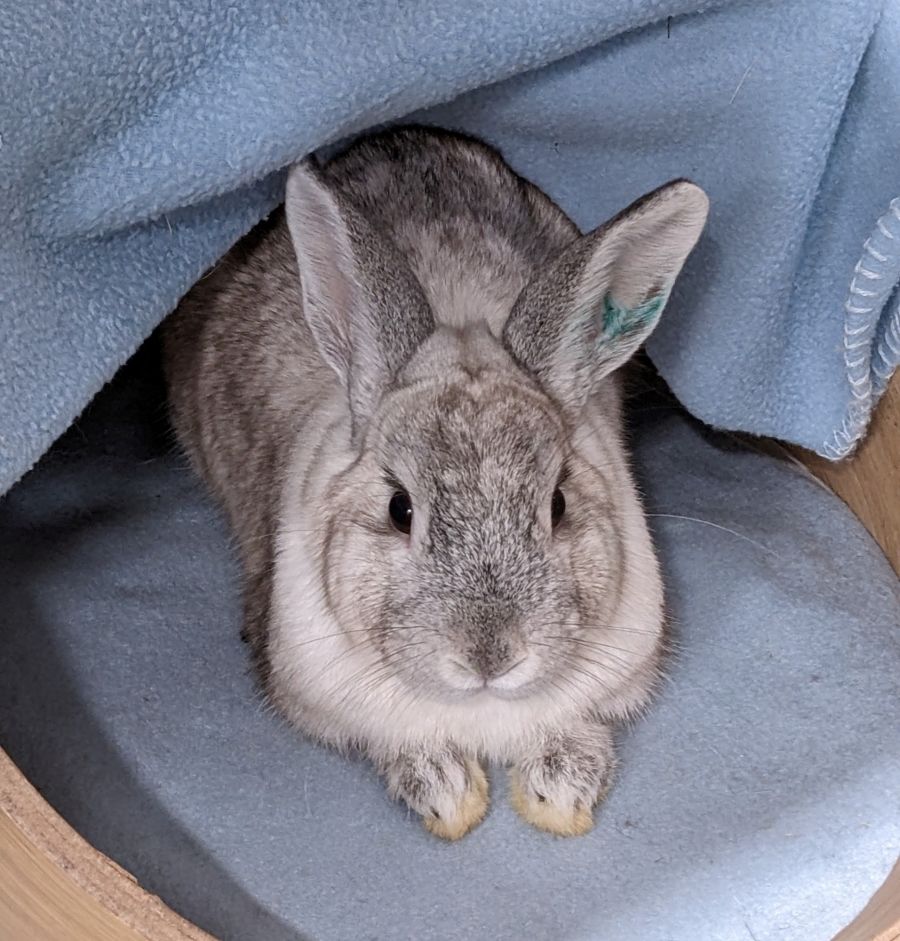 Billy-Bob - Male Dwarf Mix Rabbit in VIC - PetRescue