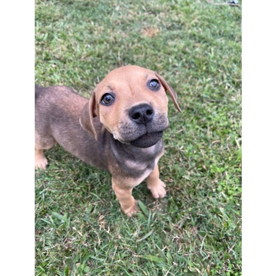 Django - Large Male Staffordshire Bull Terrier x Pointer Mix Dog in QLD ...