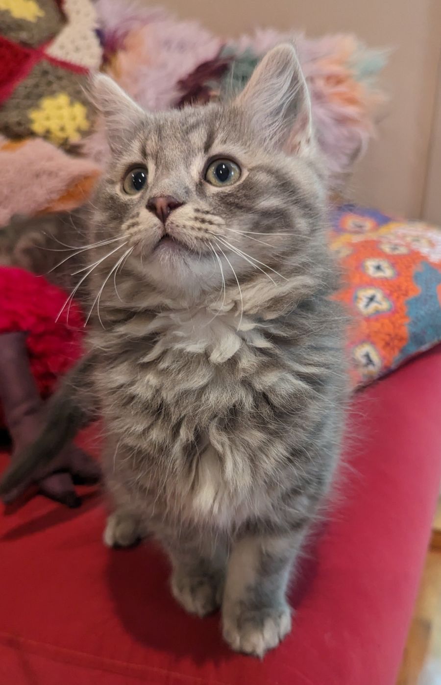 Puffington - Located in Westmeadows - Female Domestic Short Hair Cat in ...