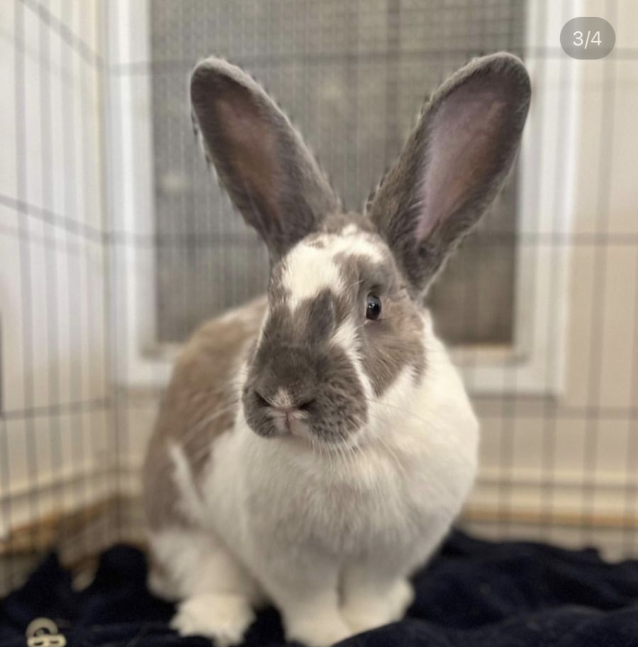 Maple 🌻 - Female Flemish Giant Mix Rabbit in VIC - PetRescue