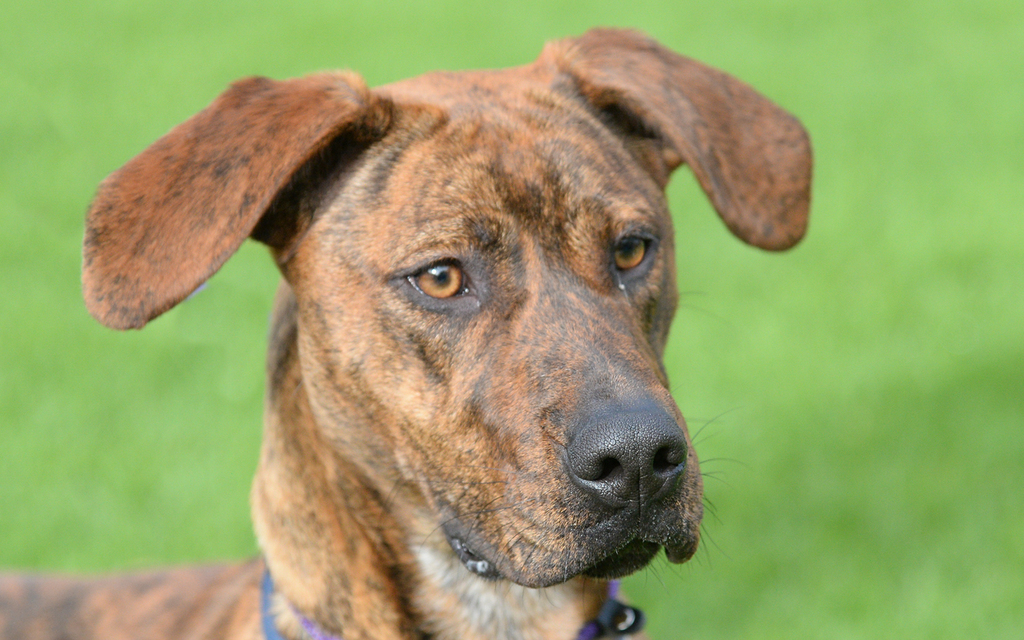 Leena - Medium Female German Shorthaired Pointer x Staffy Mix Dog in ...