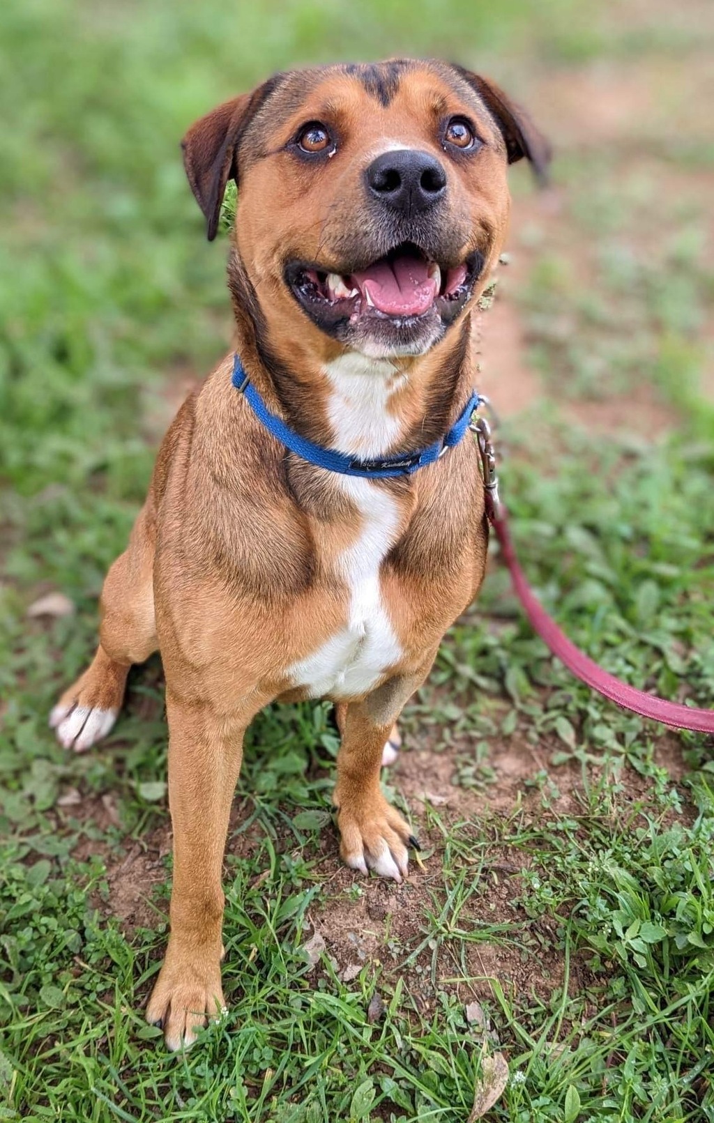 Dub’e (doobie) - Large Male Rottweiler x Staffordshire Terrier Mix Dog ...