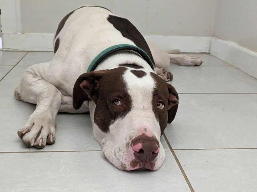 Sarge - Large Male Bull Arab Dog in VIC - PetRescue