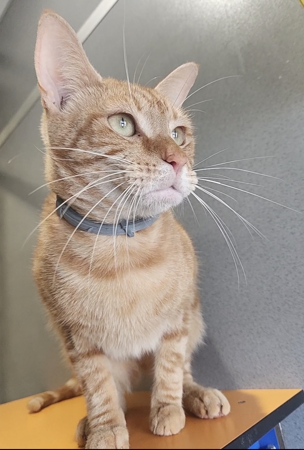 Tigger - Male Domestic Short Hair Mix Cat in QLD - PetRescue
