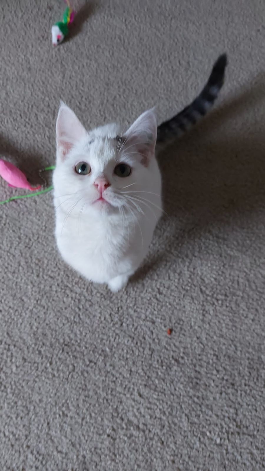 Eyebrows - Male Domestic Short Hair Cat in VIC - PetRescue