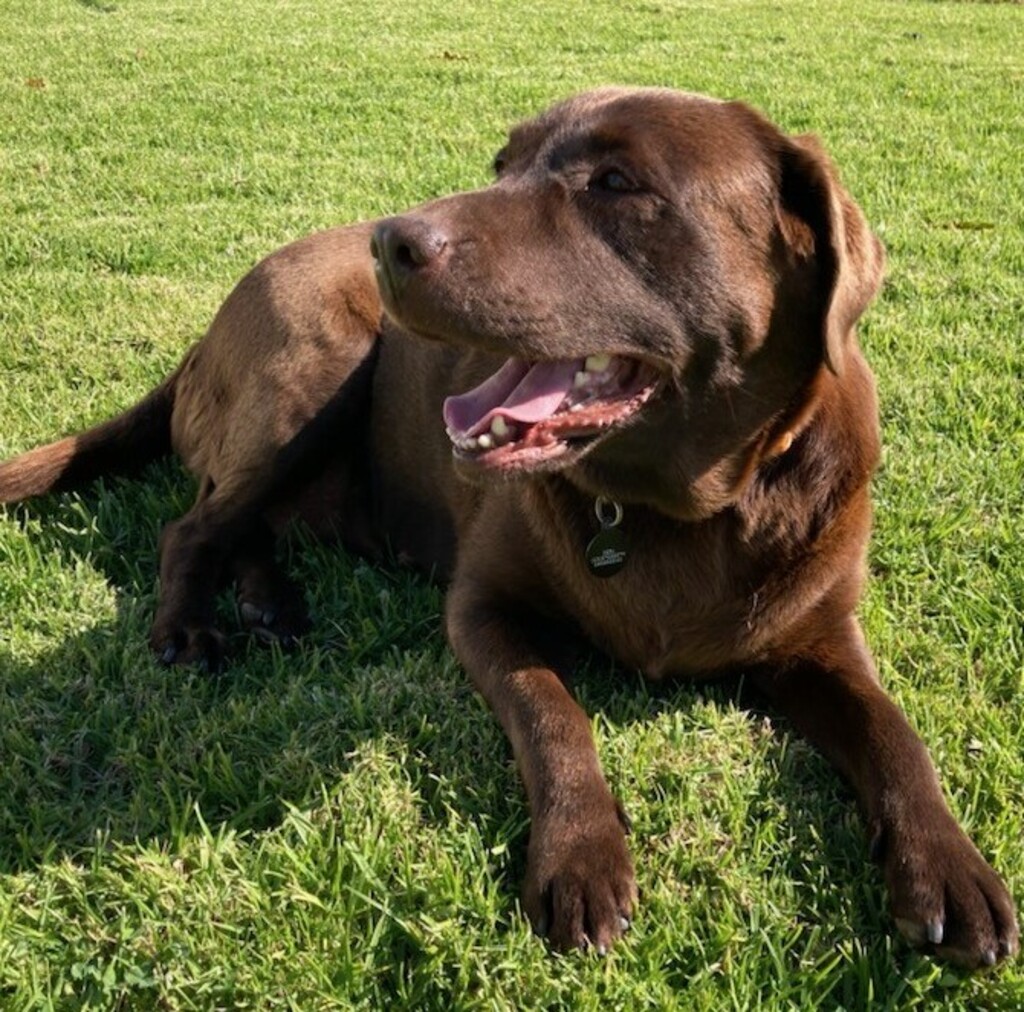 Coco - Medium Female Labrador Dog in VIC - PetRescue
