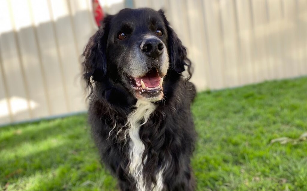 Ocean - Medium Male Border Collie x Cocker Spaniel Mix Dog in VIC ...