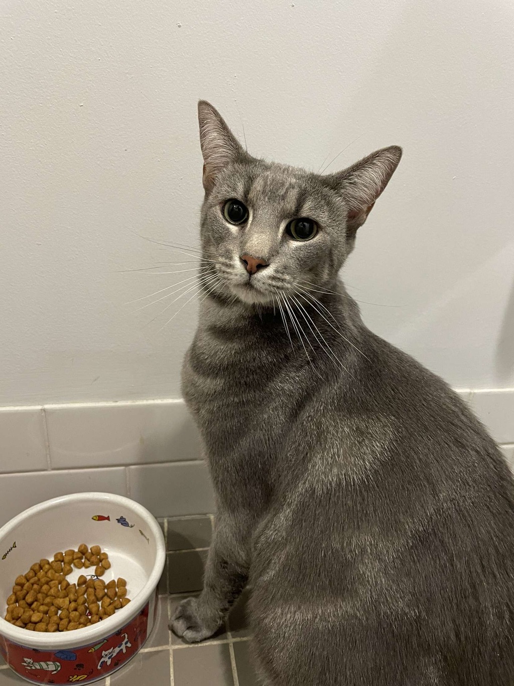 Thornton - Male Domestic Short Hair Mix Cat in WA - PetRescue