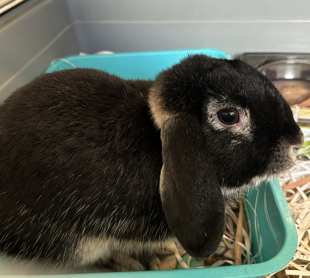 Gizmo - Male Dwarf Lop Mix Rabbit in WA - PetRescue