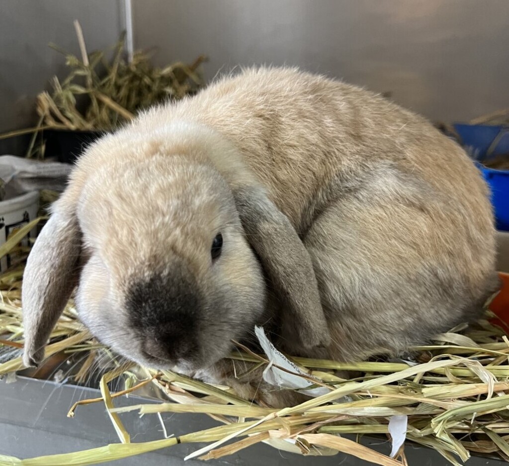Snoopy - Male English Lop Rabbit in VIC - PetRescue
