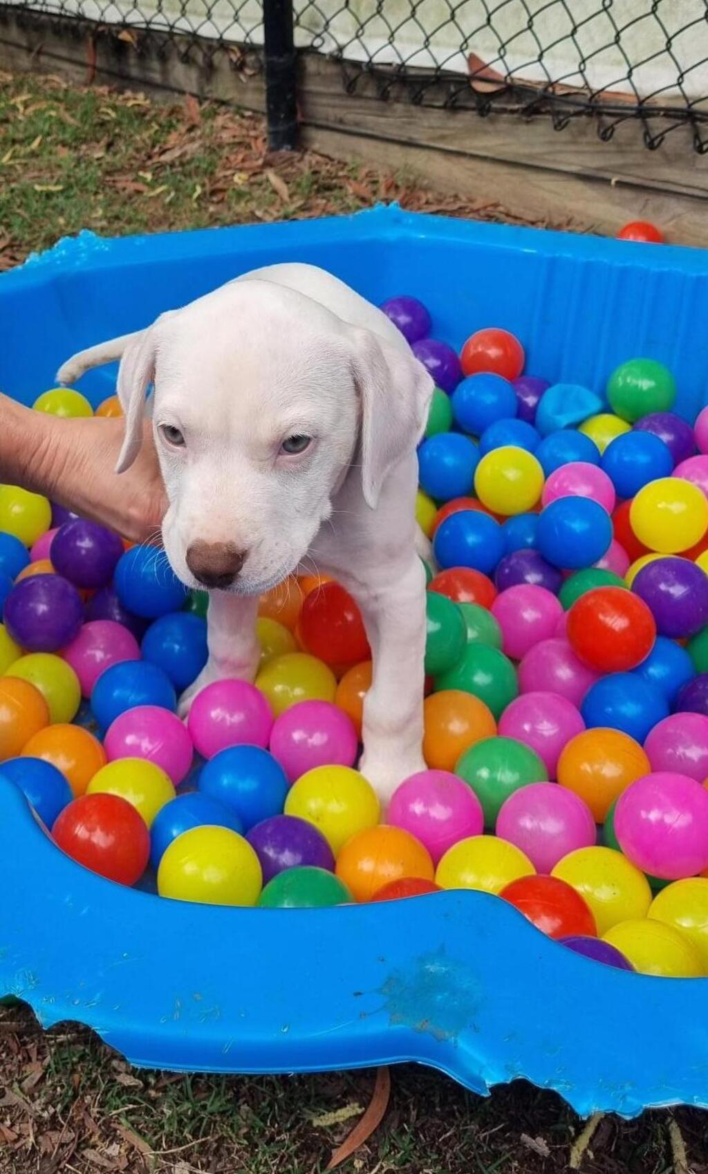 Albie - Medium Male Bull Arab Mix Dog in QLD - PetRescue
