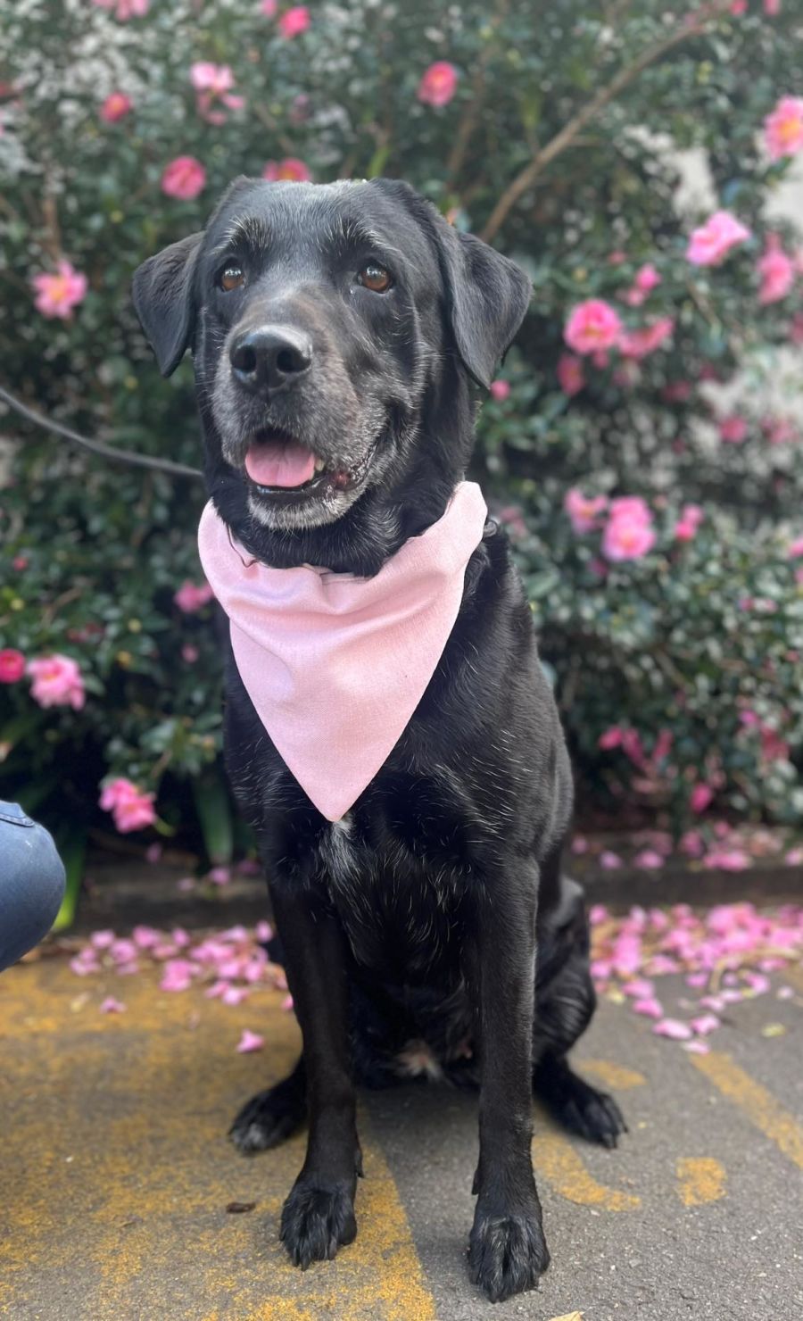 Cleo - Medium Female Labrador Dog in NSW - PetRescue