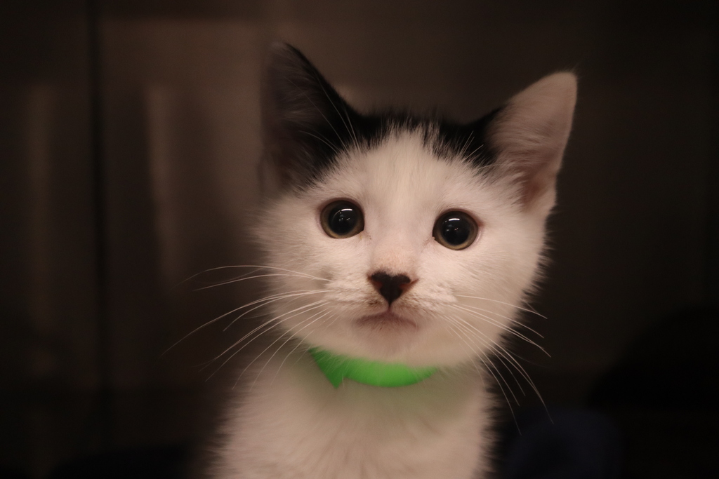 Puffball - Male Domestic Short Hair Mix Cat in VIC - PetRescue