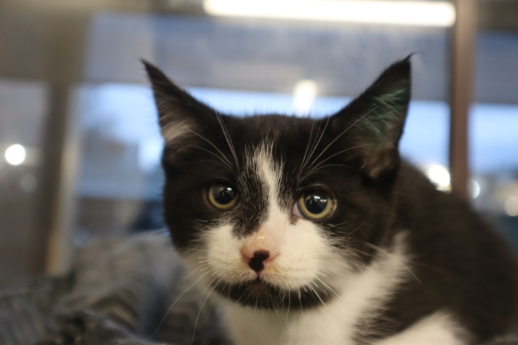 Richard - Male Domestic Short Hair Mix Cat in VIC - PetRescue