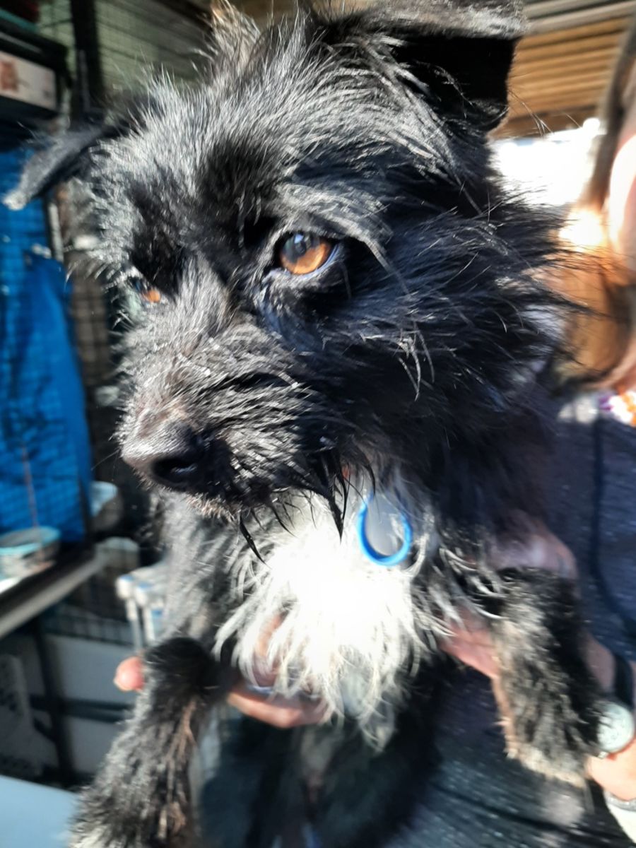Luca - Small Male Terrier Mix Dog in NSW - PetRescue