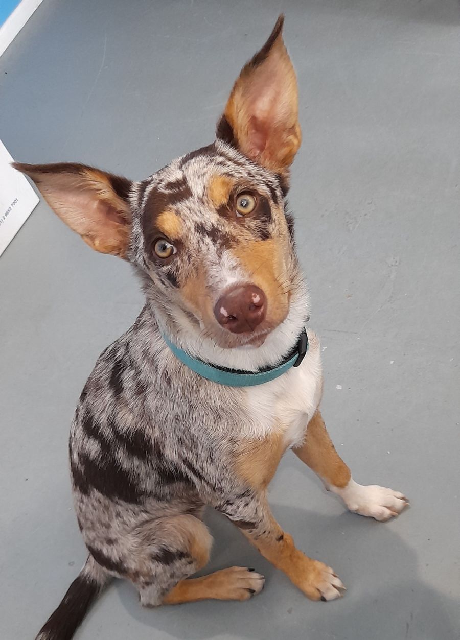 Melrose - Medium Female Koolie x Kelpie Dog in VIC - PetRescue