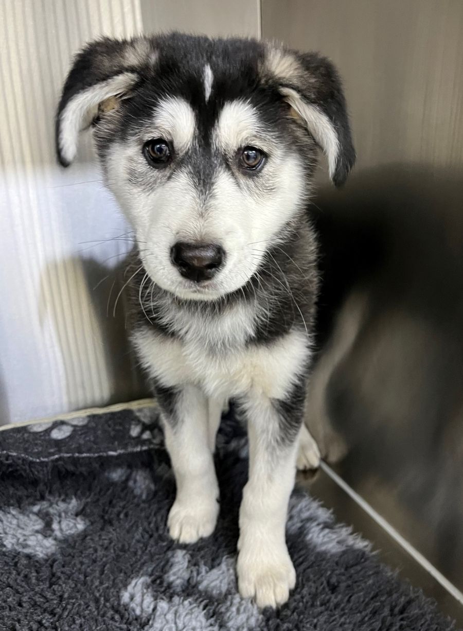 Kara ZorEl - Large Female Siberian Husky x Maremma Sheepdog Mix Dog in ...