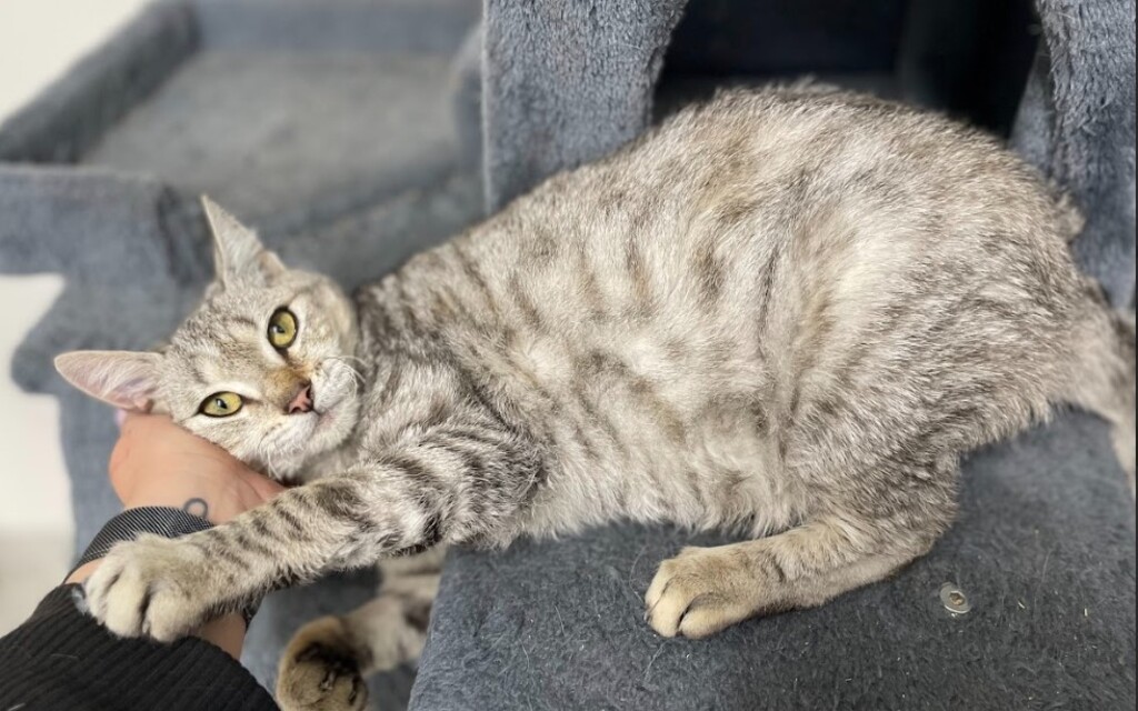 Sully - Male Domestic Short Hair x Selkirk Rex Mix Cat in VIC - PetRescue