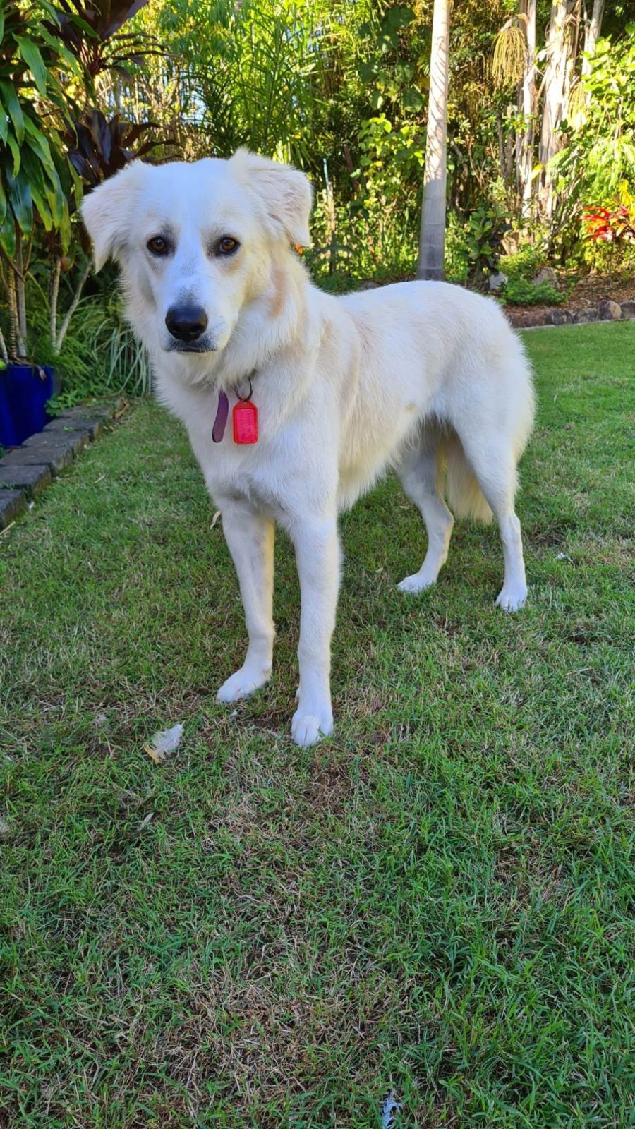 Charlie - Medium Male Maremma Sheepdog Mix Dog in QLD - PetRescue