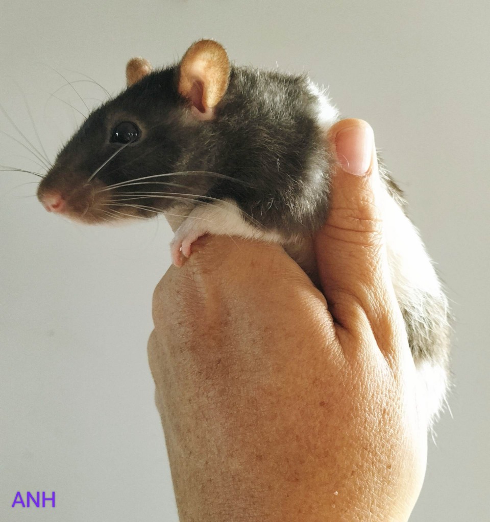 Mumma Rat 2 - Female Rat Rat in QLD - PetRescue