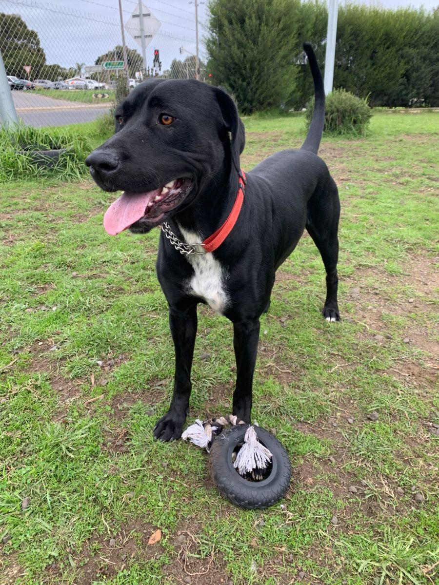 Jett (58315) - Large Male Bull Arab x Labrador Dog in VIC - PetRescue