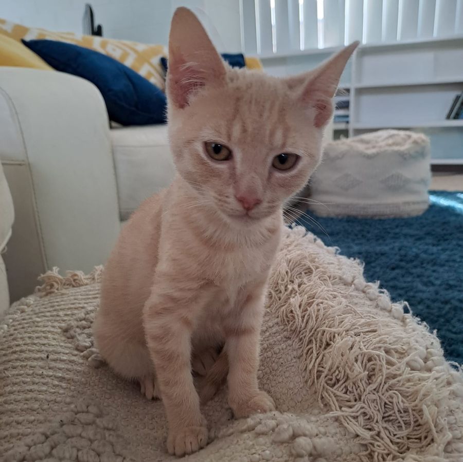 Pirelli - Male Domestic Short Hair x Devon Rex Mix Cat in QLD - PetRescue