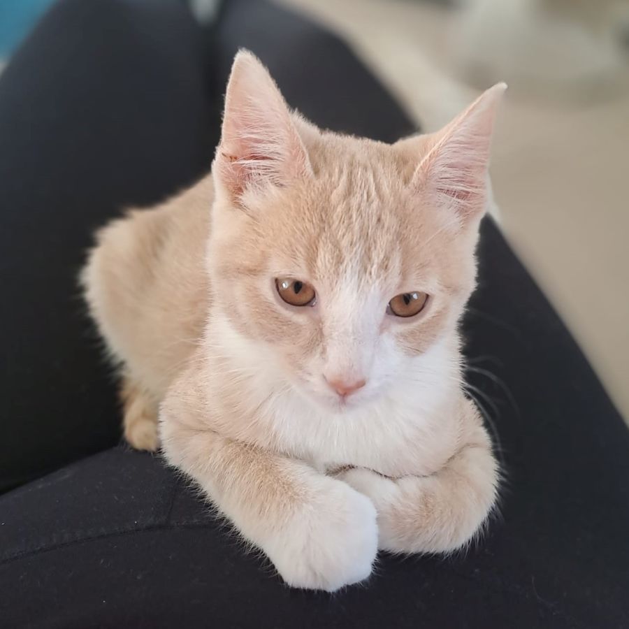 Dunlop - Male Domestic Short Hair x Devon Rex Mix Cat in QLD - PetRescue