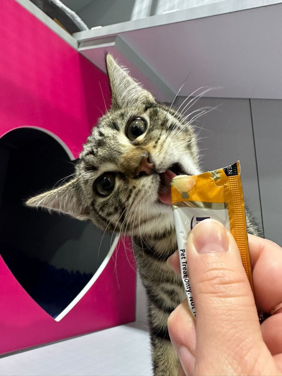 Tinky Winky - Female Domestic Short Hair Cat in VIC - PetRescue