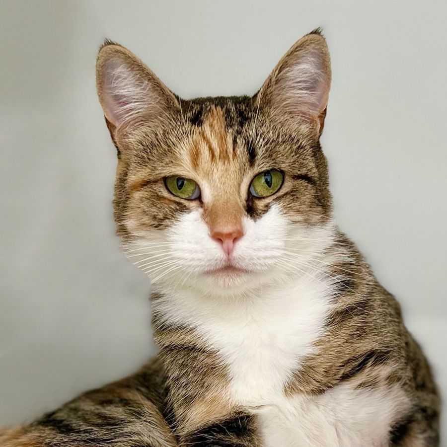 Odette - Female Domestic Short Hair Cat in VIC - PetRescue