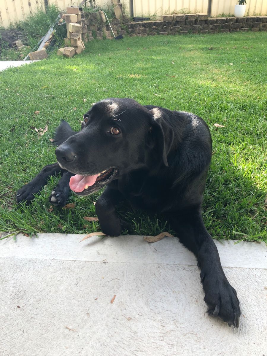 Gus - Large Male Labrador x German Shepherd Dog in NSW - PetRescue