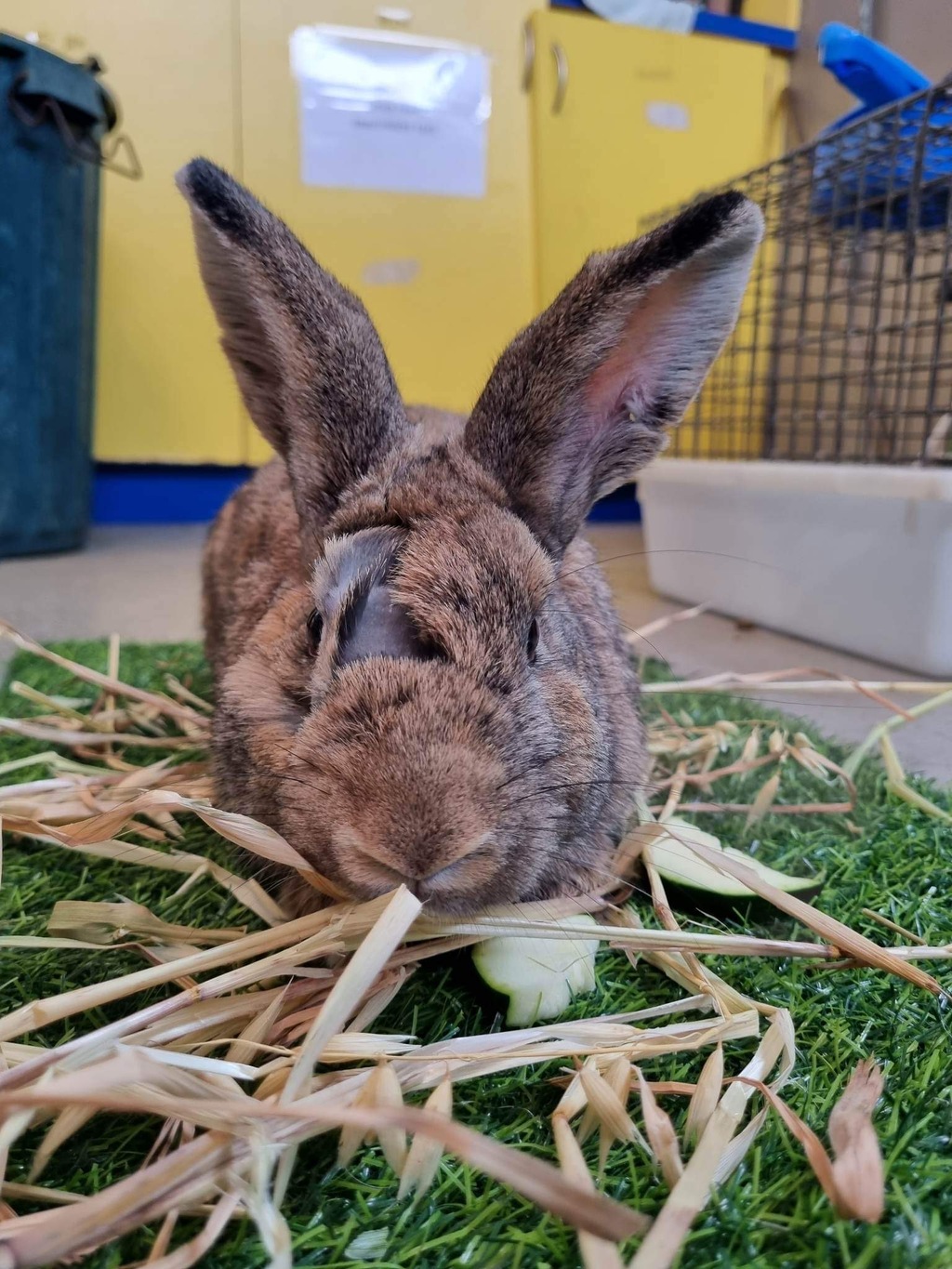 Pi - Male Bunny Rabbit Mix Rabbit in WA - PetRescue