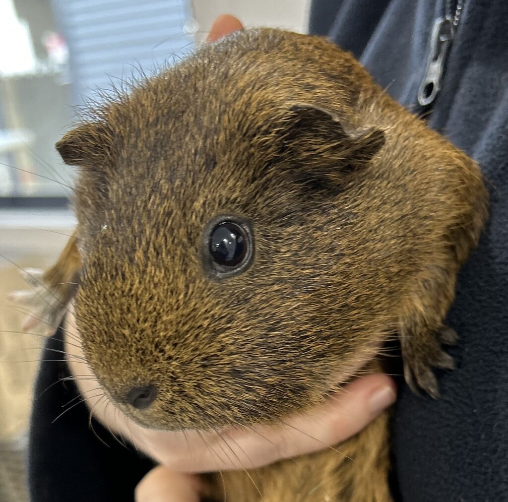 Agnes - Female Short-hair Guinea Pig Unspecified Guinea Pig in VIC ...