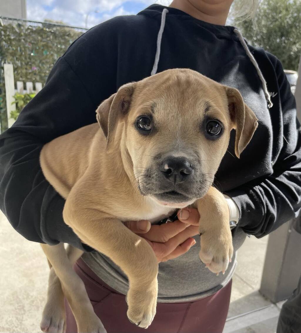 Chippy - Large Male American Bulldog x American Staffy Mix Dog in VIC ...